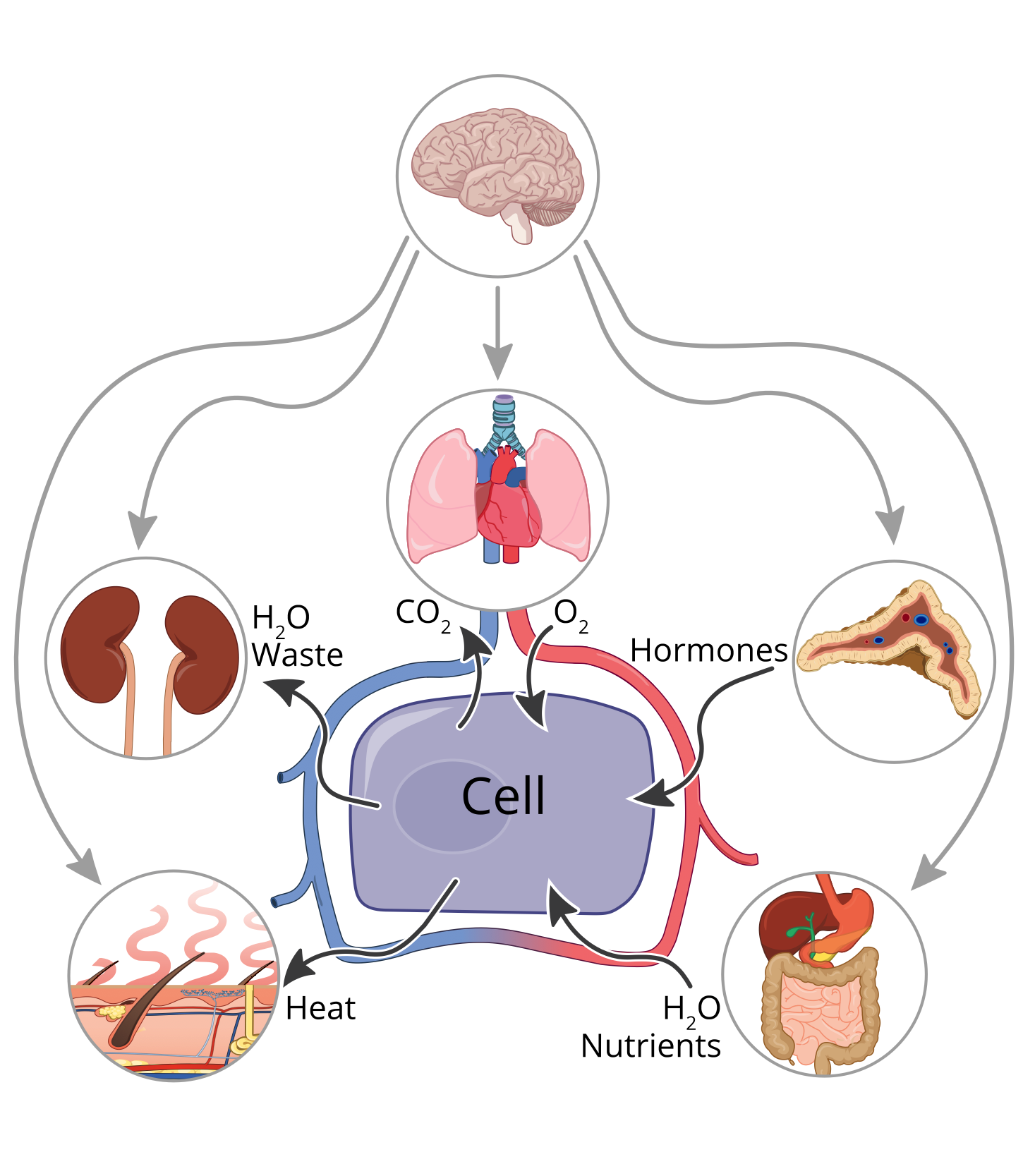 A3.3 Cell connections