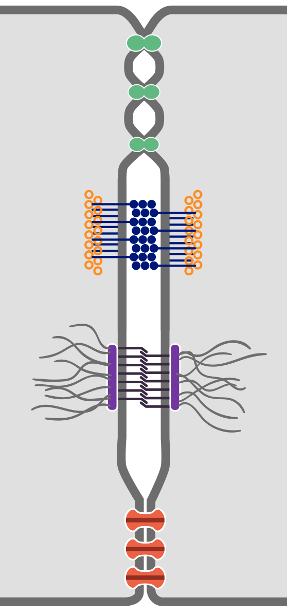A3.3 Cell connections